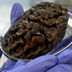 Ancient Brains Discovered In 12,000-Year-Old Humans Are Last “Soft ...