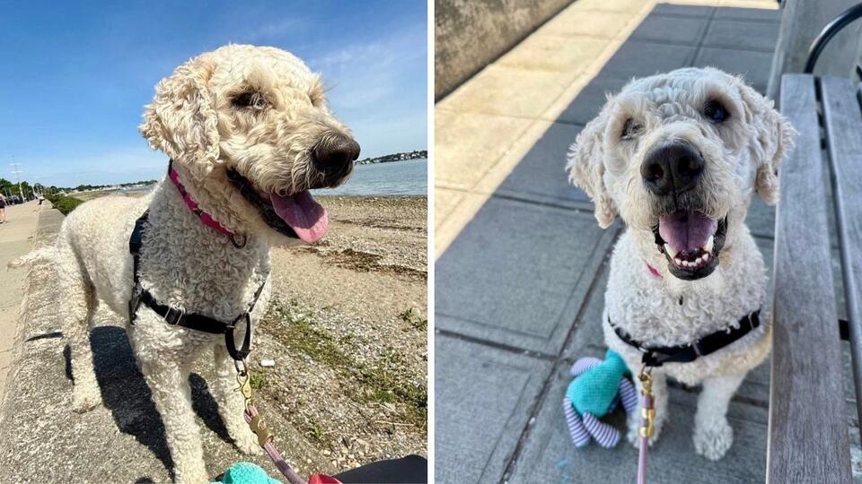 Smart, Sweet, & Still Alone: Gentle Goldendoodle Hopes for a Home ...