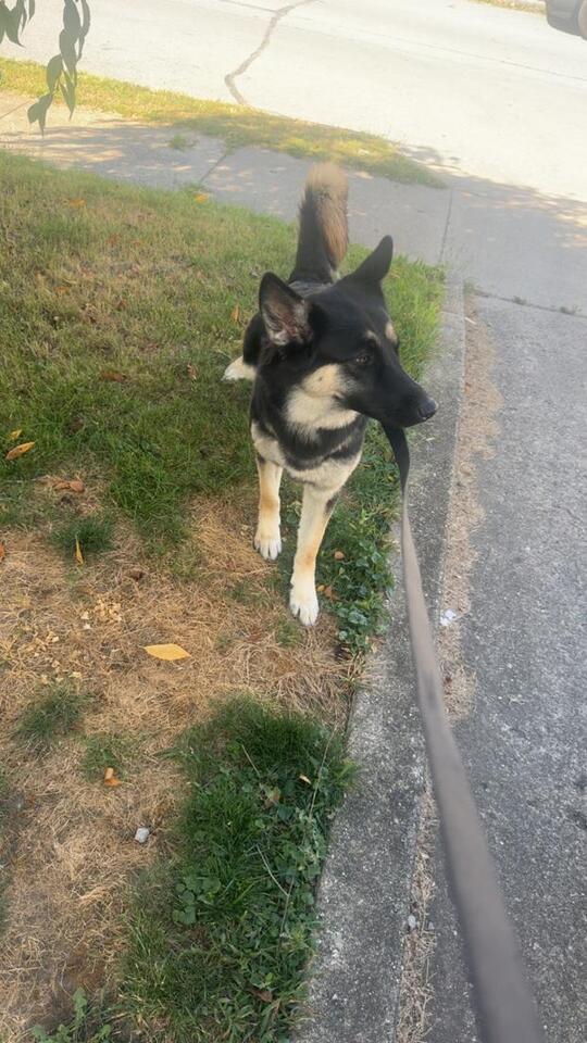 Lost Dog, Alert #97497 Simba missing near Girls school and Rockville ...