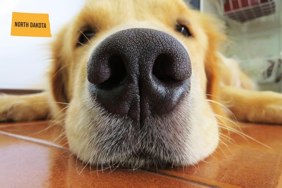 Making a Paw-sitive Impression: Dog Meeting Tips for North Dakota ...