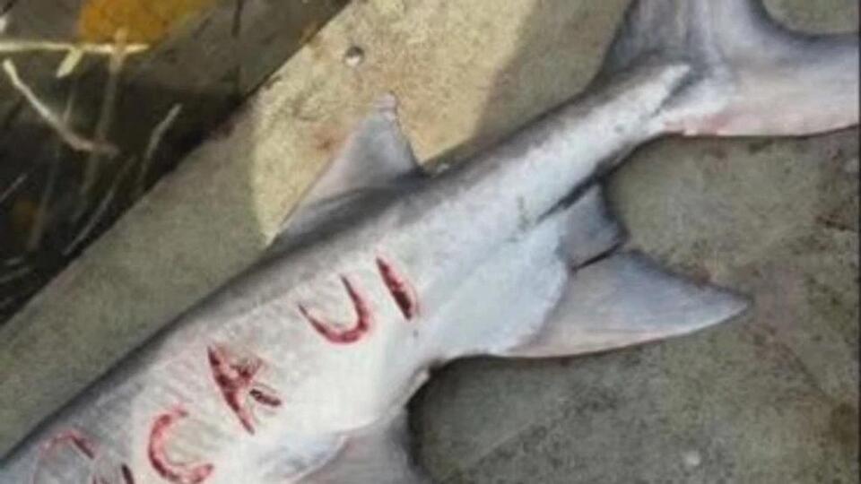 State officials investigate reports of paddlefish abuse at the Lake of ...