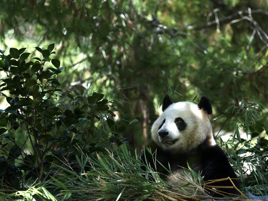 They're here! First giant pandas from China in decades make their public debut in San Diego