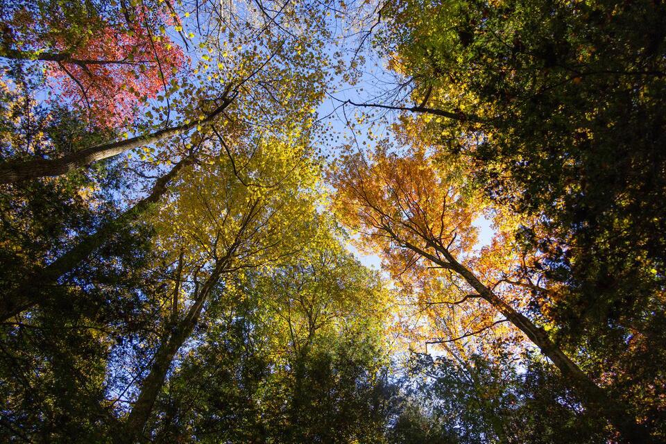 Ohio fall color forecast: Dry conditions create unusual autumn foliage ...
