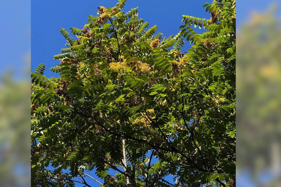 The Spotted Lanternfly Is Invading New York: What’s Next? - NewsBreak