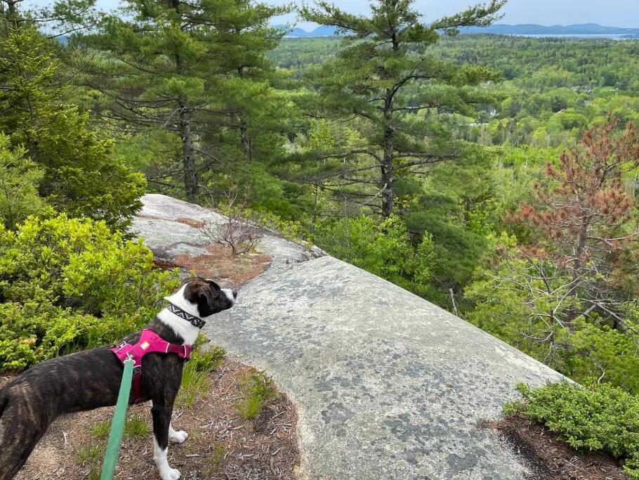 How to keep biting flies off your dog