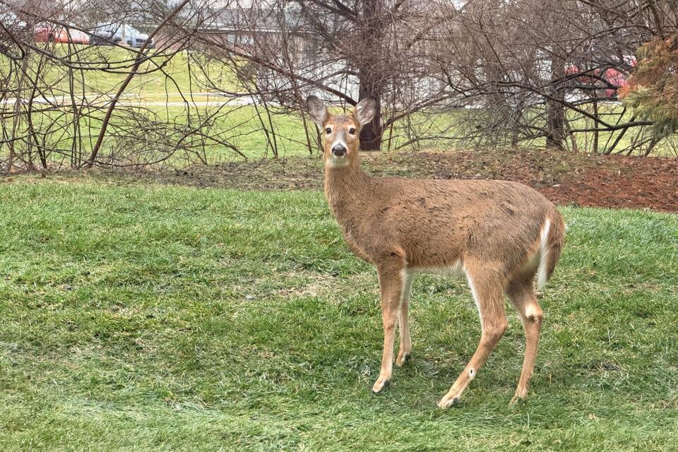 2025 Michigan Whitetail Deer Season by County Summary - NewsBreak