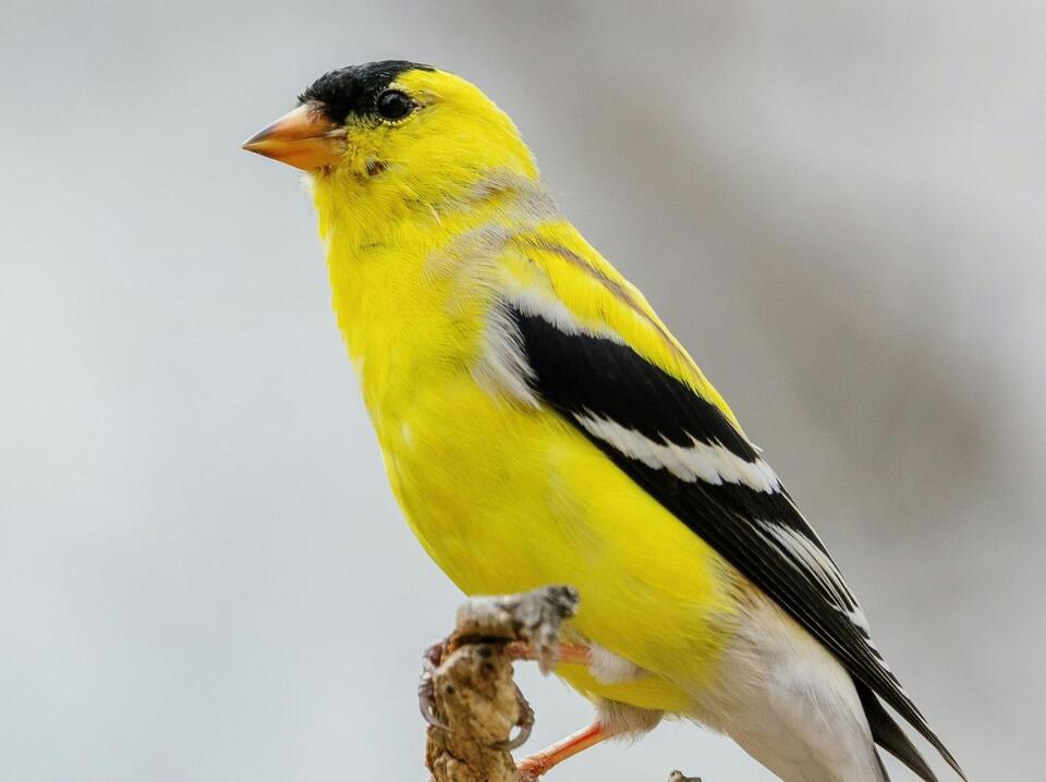 Washington Trivia Do You Know These State Symbols Newsbreak