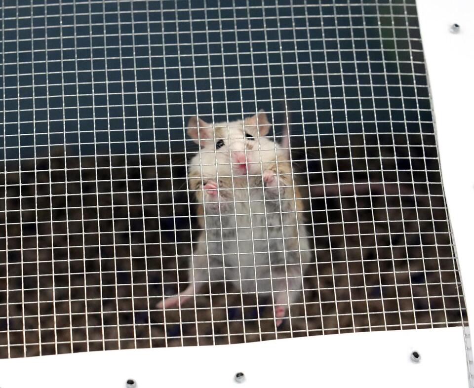 OKC residents seeing spike in mice, rats this month: How to handle ...