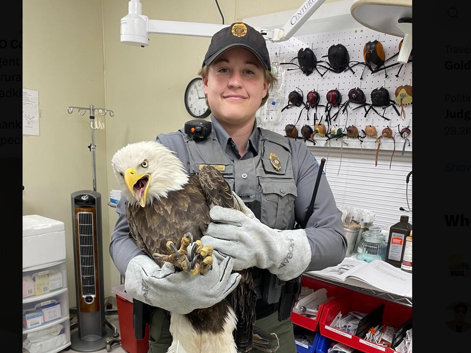 Conservation agent rescues eagle found with a broken wing