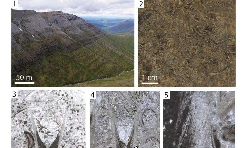 A skeleton and a shell? Ancient fossil finally finds home on the tree ...