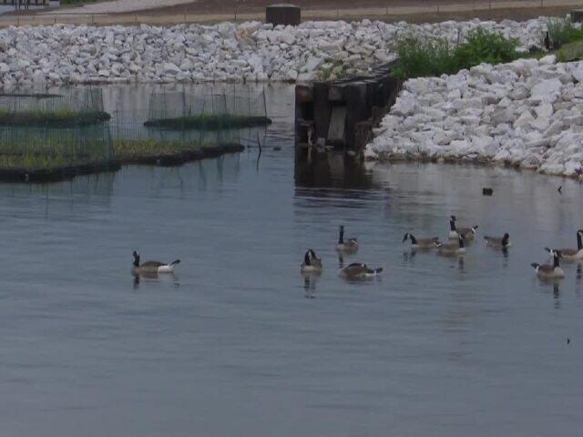 Floating gardens of Manitowoc: What are these islands in the Manitowoc ...