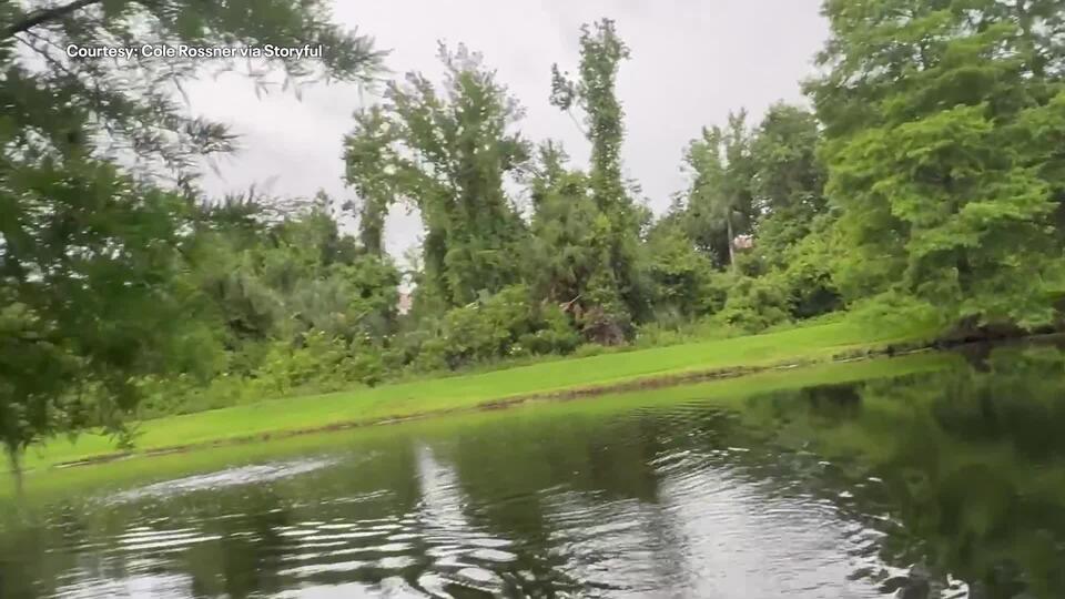 Florida gator caught on camera popping out of pond, charging at ...