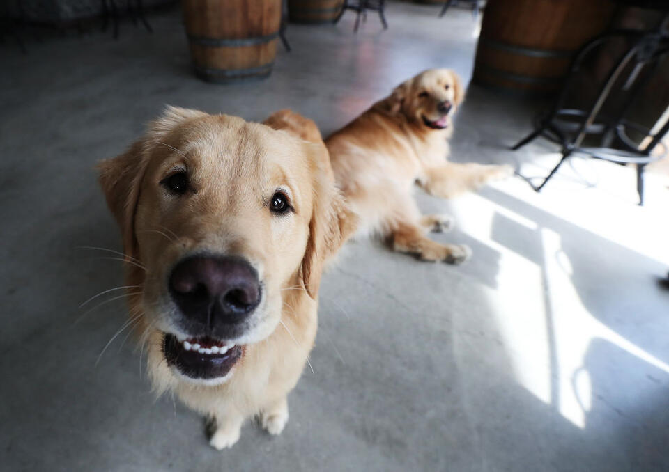 Goldens in Golden: everything you need to know about this beloved event ...