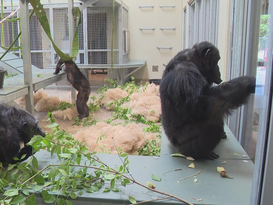 New chimpanzee exhibit at the Indianapolis Zoo set to open this weekend