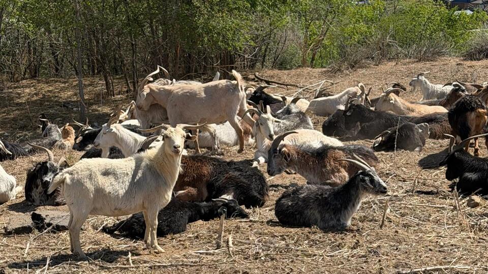 Goats help with invasive weeds, fire mitigation near Water World ...