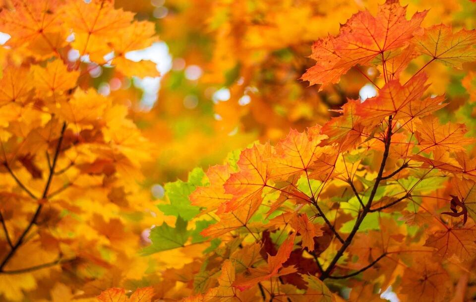 Two Louisiana Spots Named Among America’s Best for Fall Views - NewsBreak