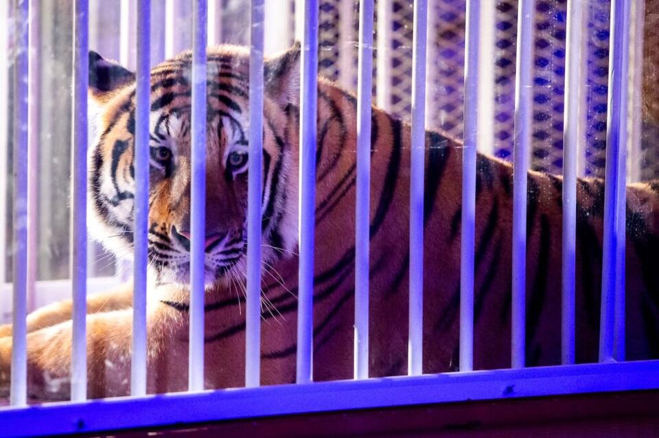 LSU student accused of threatening to kill Gov. Landry over live tiger ...