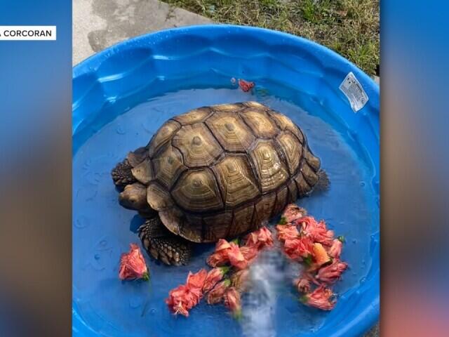 HAVE YOU SEEN SHELLY? Another spurred tortoise missing in Charlotte ...