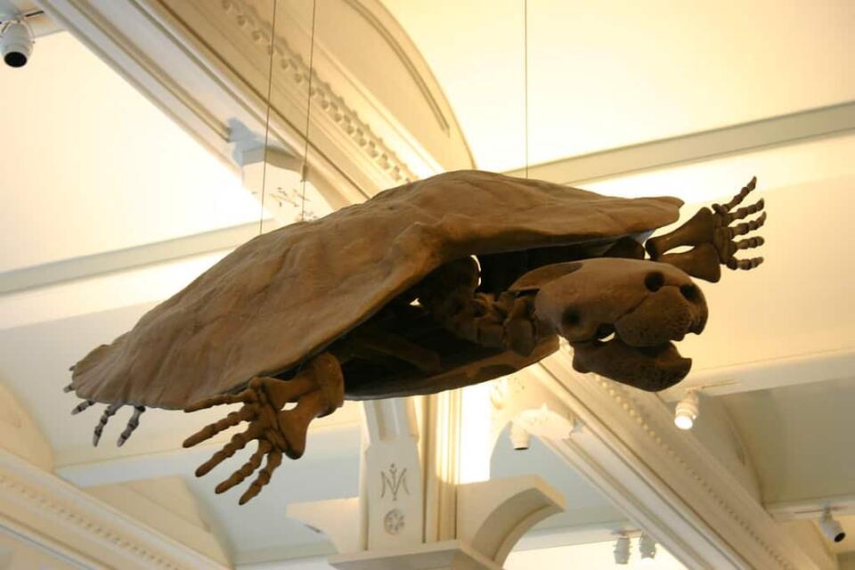 This Giant Ancient Turtle Dwarfs Its Modern Ancestors - NewsBreak