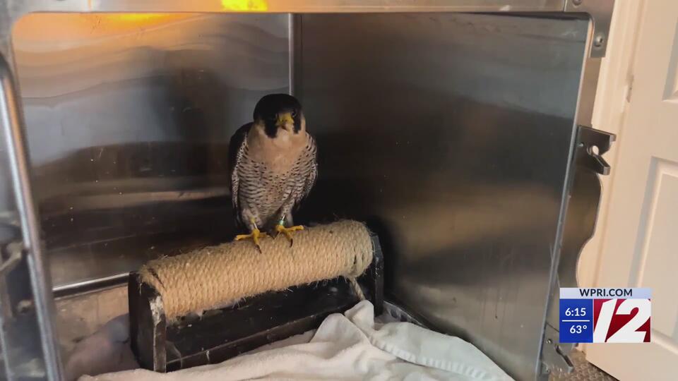 Rhode Island dentist helps save peregrine falcon with broken beak ...