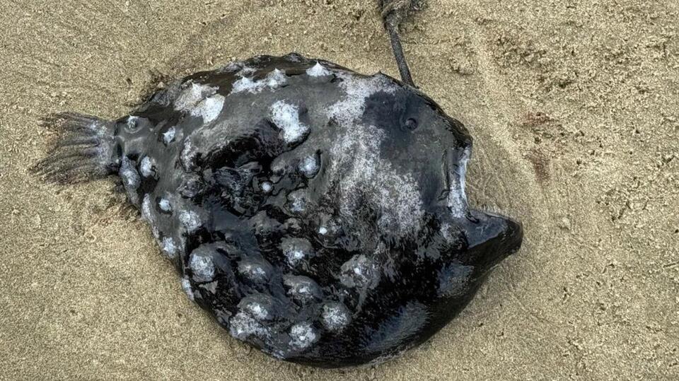 Monster found on Oregon beach identified as newly discovered species ...