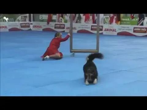 Contemporary Dancer And Her Four-Legged Partner Put On An Astonishing ...