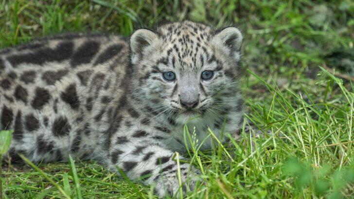 Young Leopard’s Rare Plea Leads to Life Saving Rescue - NewsBreak