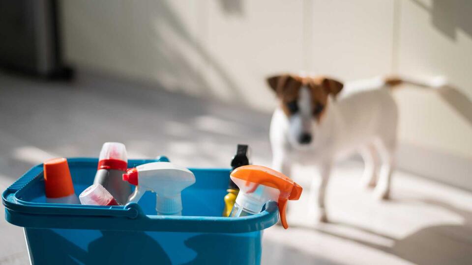 8 Things You Should Never Use to Clean Your Home: They Can Wreck ...