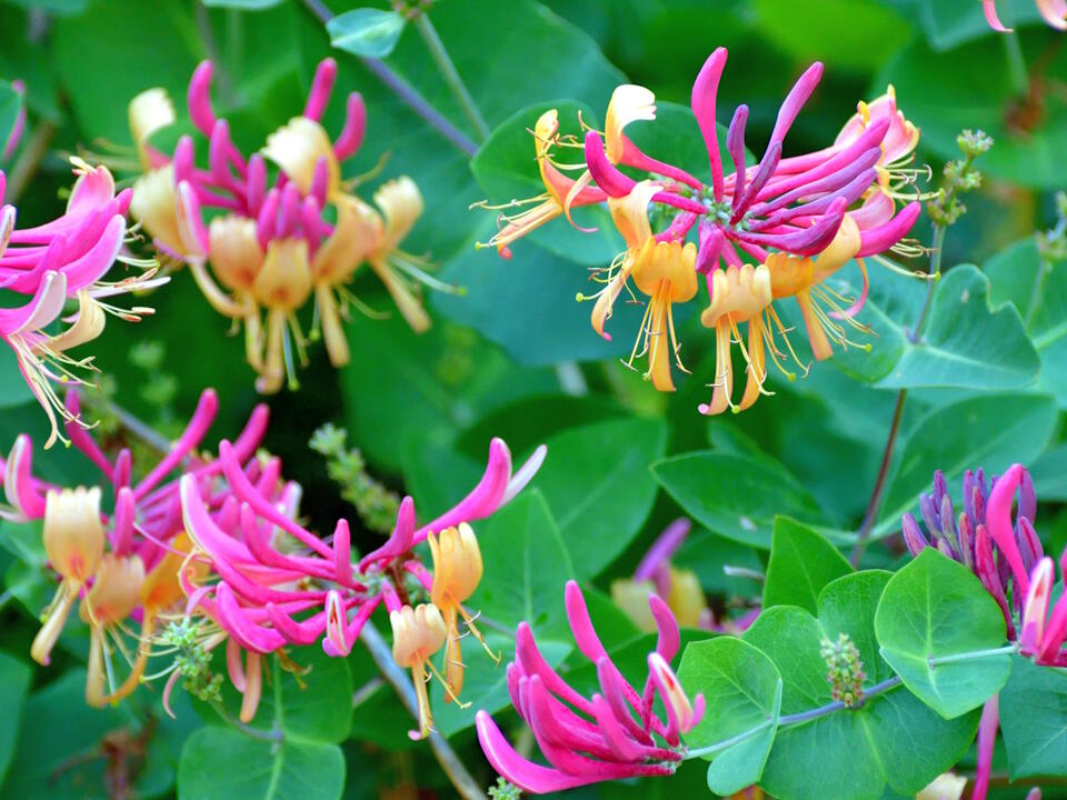How to grow honeysuckle in pots – the ultimate climbing plant for both ...