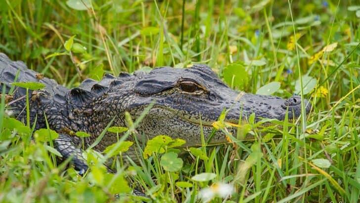 8 Expert Tips on Avoiding Alligator Encounters in Your Backyard - NewsBreak