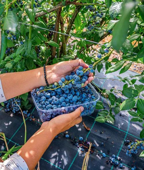8 Tricks to Double Your Blueberry Harvest - NewsBreak