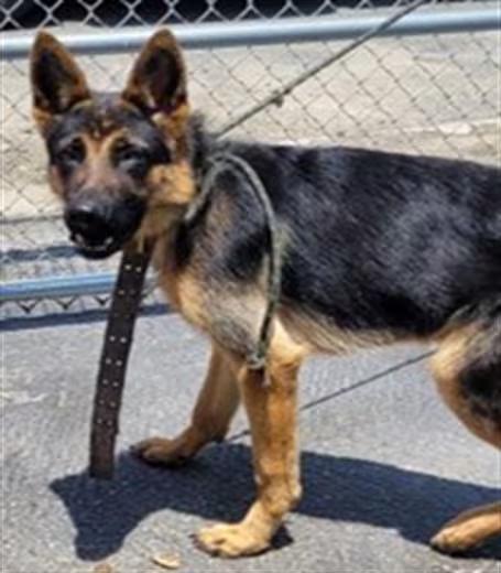 🐶 Playful, Gentle & Loyal Dogs Ready for Adoption in Los Angeles ...