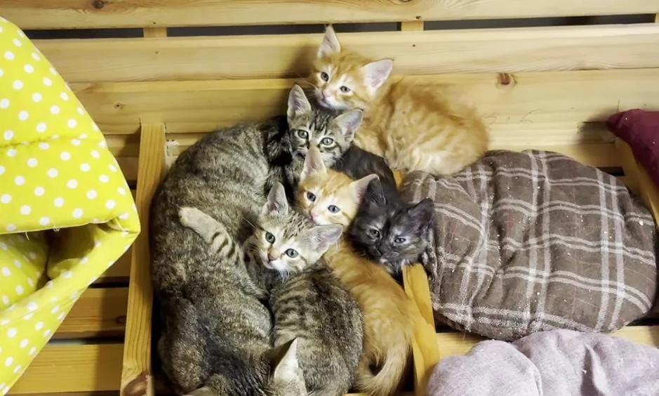 A Man Spots Kittens Trapped Under a Car and Steps In to Save Them ...
