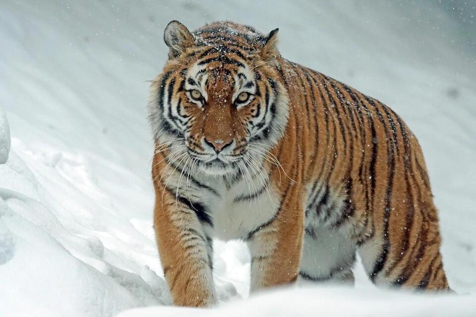How Big Cats Handle Extreme Weather Conditions in the Wild - NewsBreak
