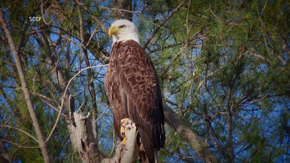 Mother eagle missing from famous North Fort Myers nest - NewsBreak