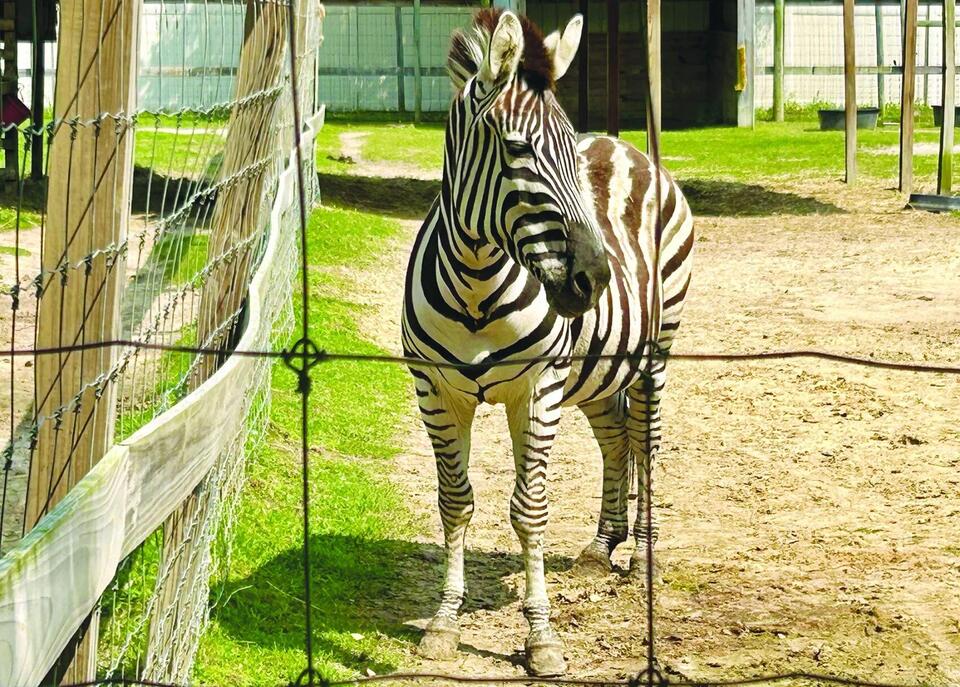 Love of animals leads to passion project - NewsBreak