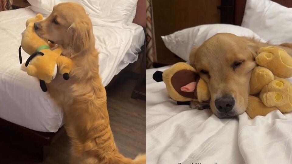 Video: Golden Retriever’s Hotel Routine Must Include ‘Uppies’ - NewsBreak