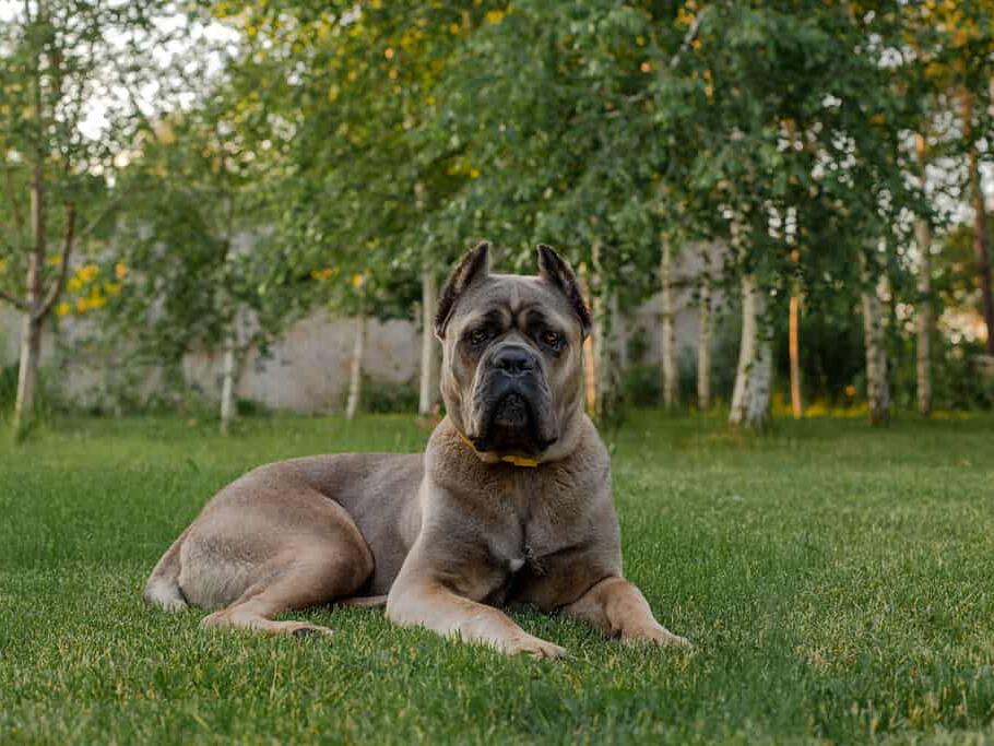 The 420+ Best Unisex Dog Names You Can Use for Any Pooch