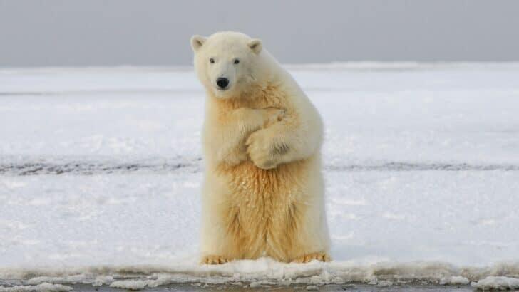 24 Animals That Look Cute But Are Surprisingly Dangerous - NewsBreak