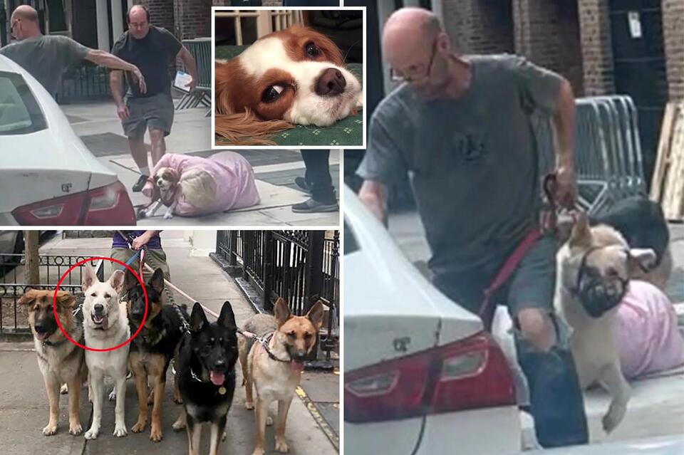 Syko, unhinged dog that mauled 4 NYC pups, strikes again — a year after ...