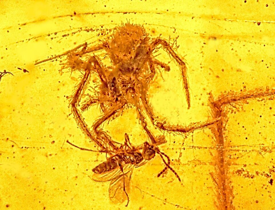 Amber Traps and Ancient Bugs: A Day in the Life of Cretaceous Insects ...