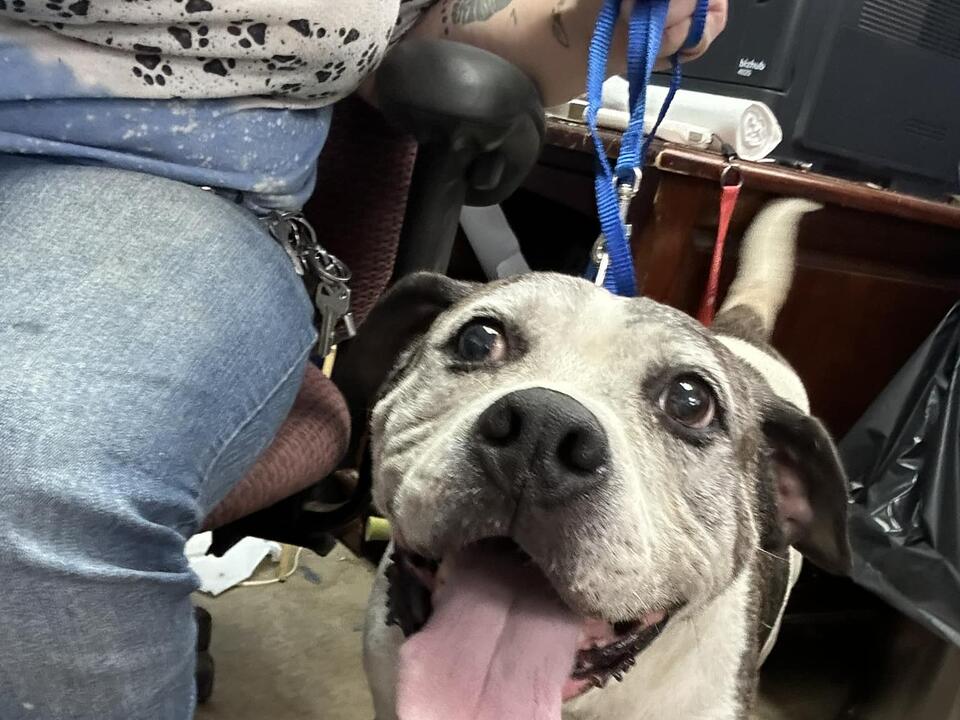 Dogs facing euthanasia saved by local donors