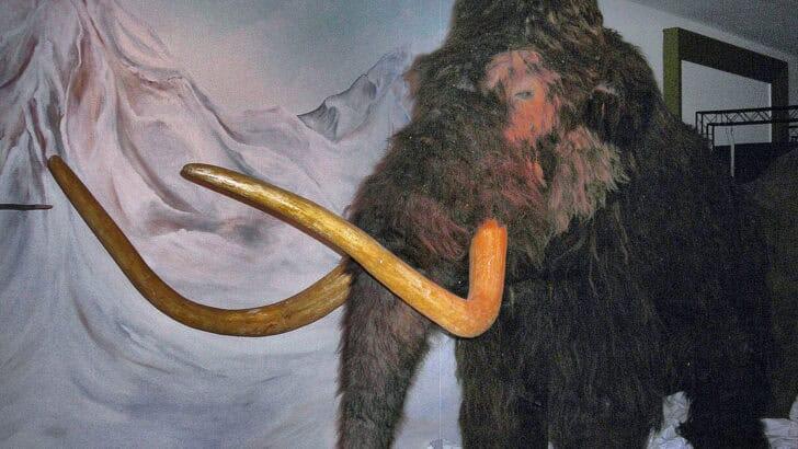 The Woolly Mammoth Could Soon Walk Again—Thanks to Science - NewsBreak