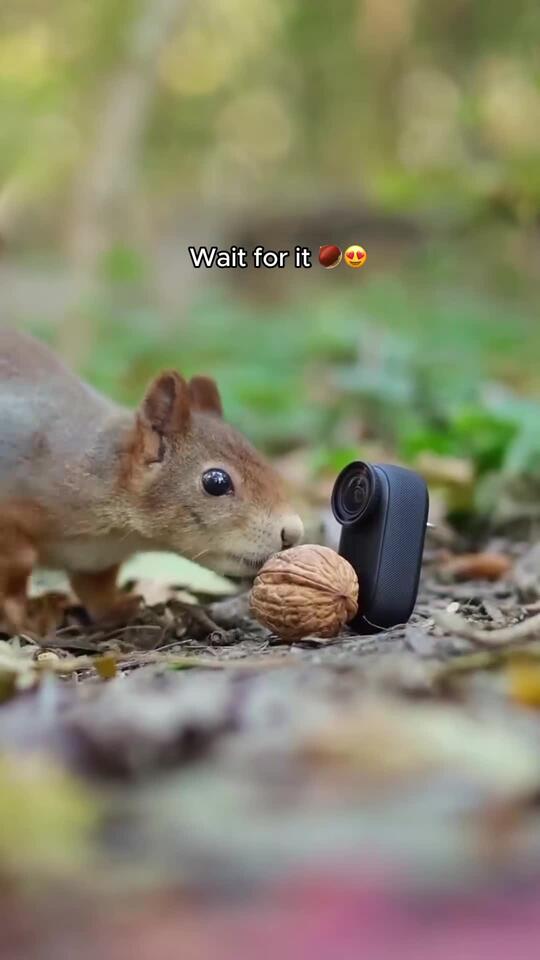 Its a wonder the squirrel didnt think This is an oddly shaped walnut ...