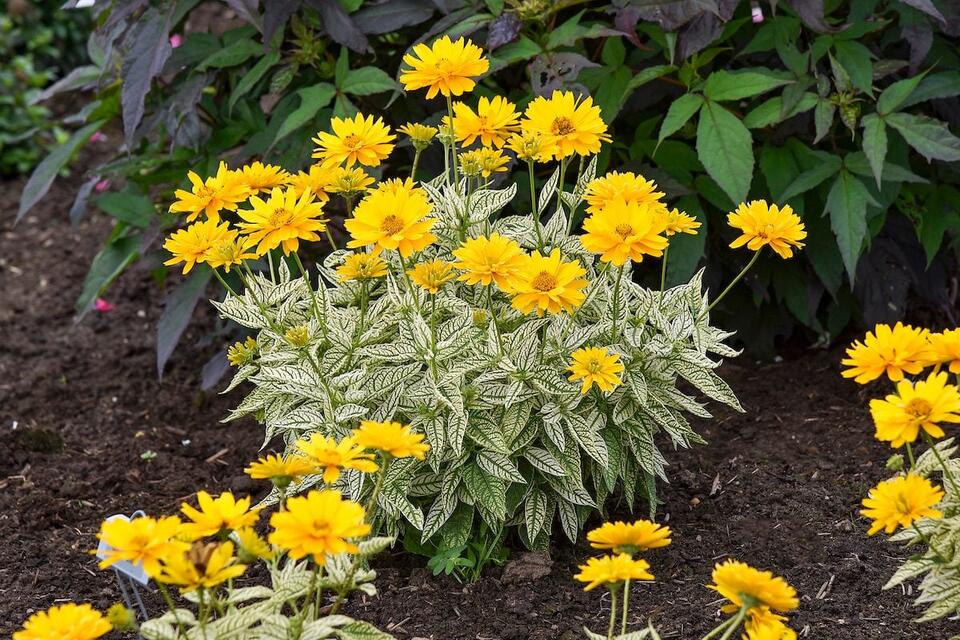 False Sunflower Plant Care and Growing Tips - NewsBreak