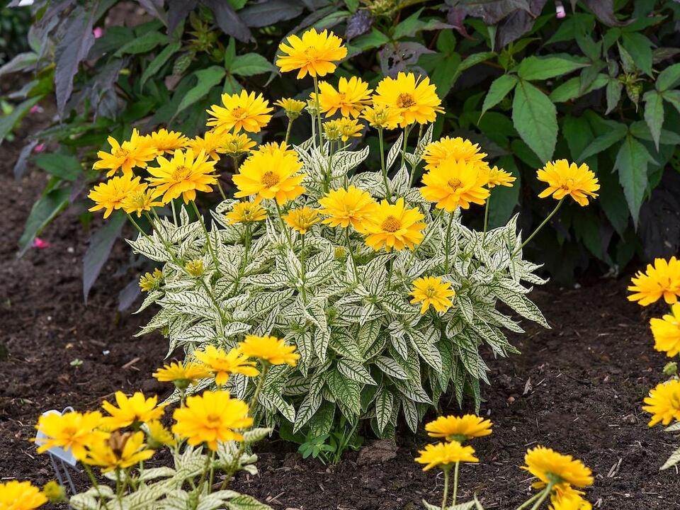 False Sunflower Plant Care and Growing Tips