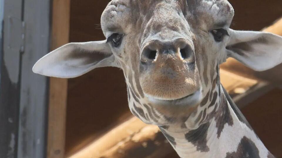 Beloved giraffe at Lion Habitat Ranch in Henderson dies after fall ...