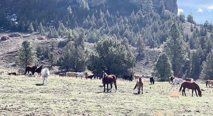 Forever homes: Skydog Ranch and Sanctuary near Prineville saves wild ...