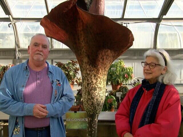 Hold your nose: Stinky flower blooms inside of IU's greenhouse - NewsBreak