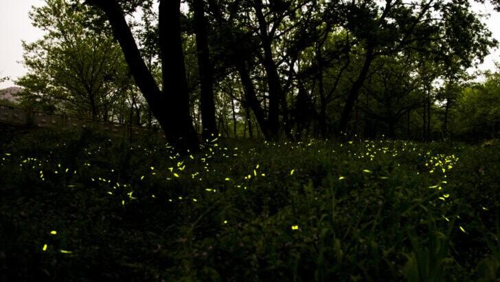 The Firefly That Guides Lost Souls in Japanese Myth - NewsBreak